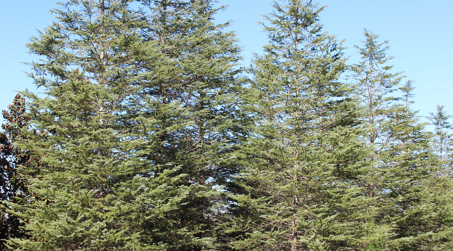 parallax-background-trees - Huntsman Tree Supplier