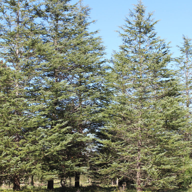 parallax-background-trees - Huntsman Tree Supplier