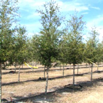 Oaks Archives - Huntsman Tree Supplier